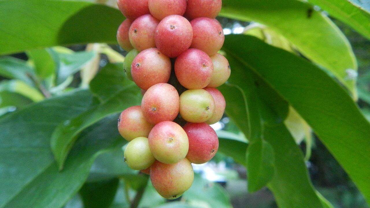 A Filipino Flavor Burst: Creative Ways to Use Bignay - pinascuisine.com