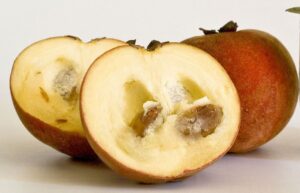 Beyond the Smell: A Guide to Enjoying Mabolo, the Cheesy Fruit ...